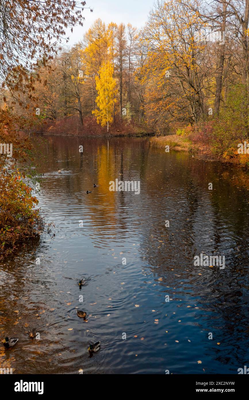 mallard ducks on a water in dark pond with floating autumn or fall ...