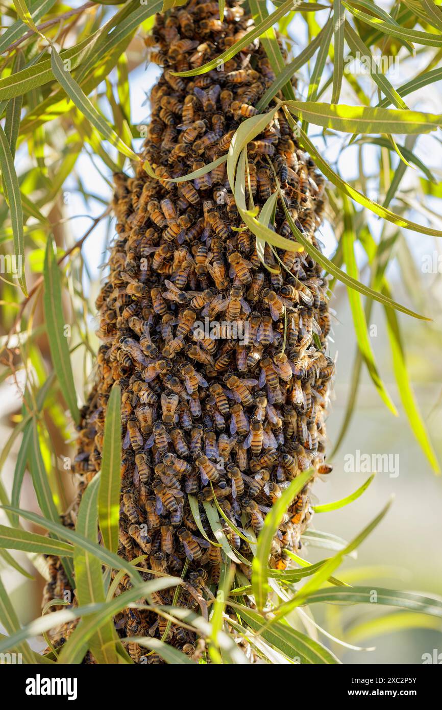 Beehive in tree hi-res stock photography and images - Alamy