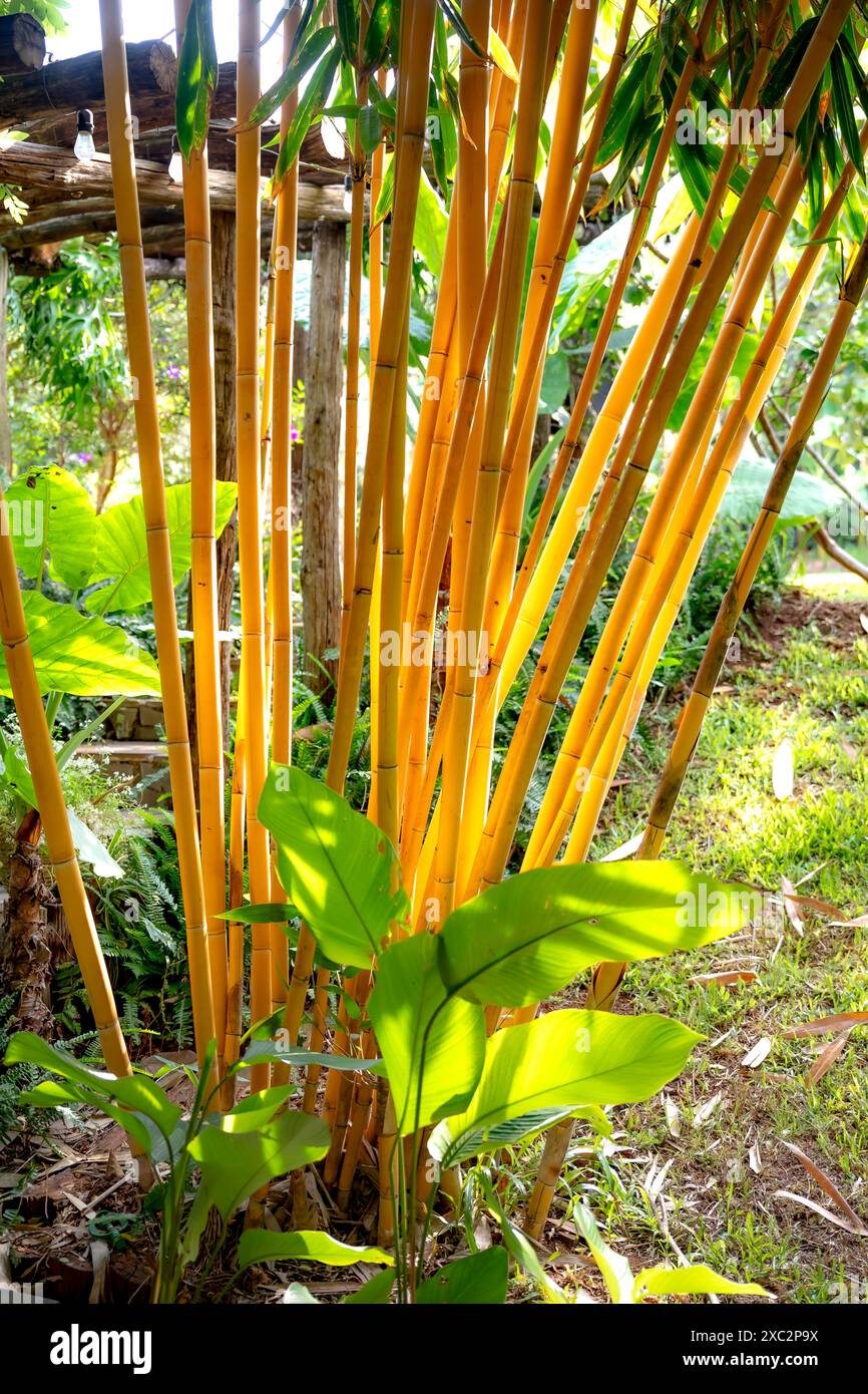 Closeup of the golden yellow canes of the perennial garden bamboo plant ...