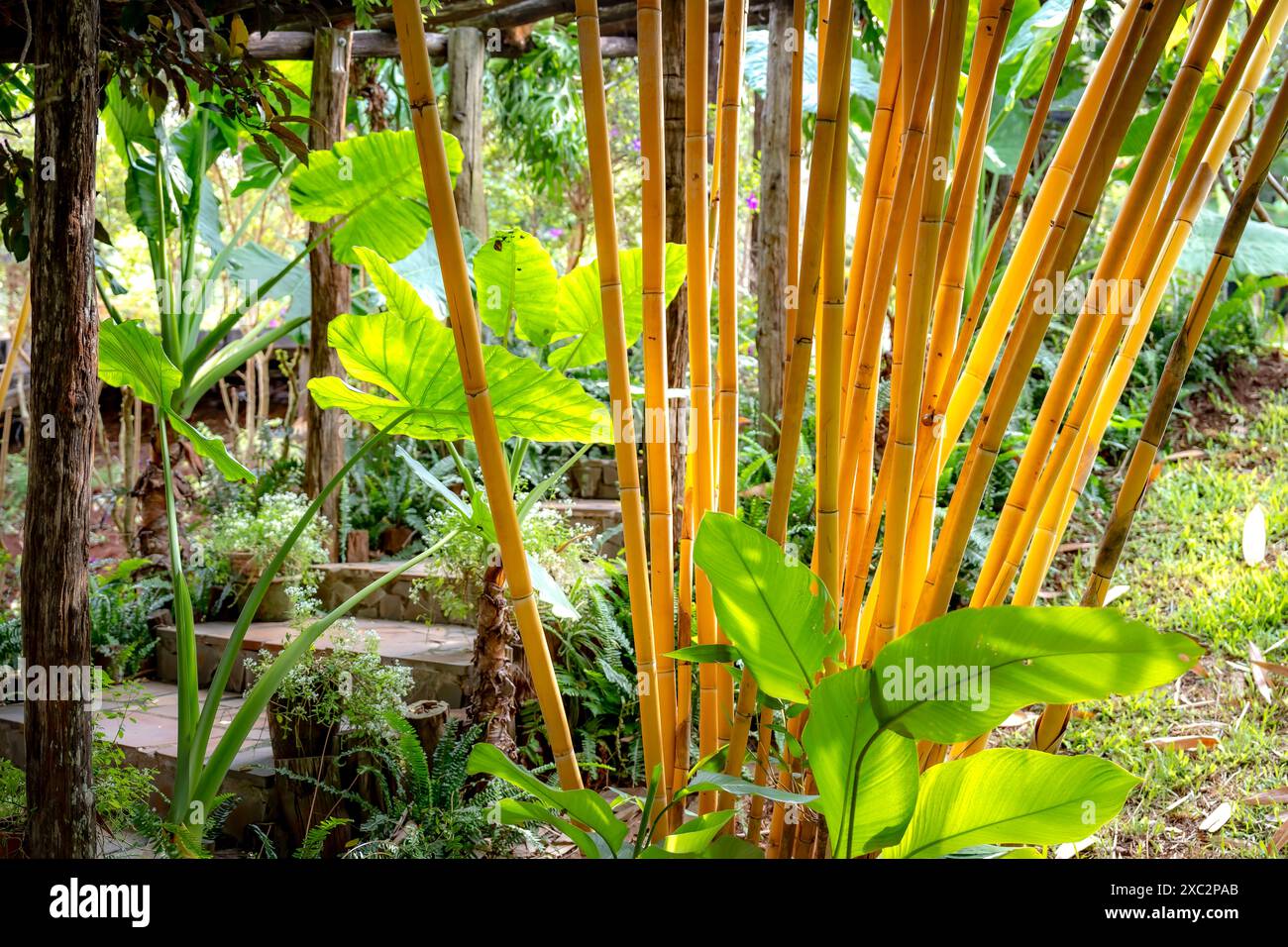 Closeup of the golden yellow canes of the perennial garden bamboo plant ...