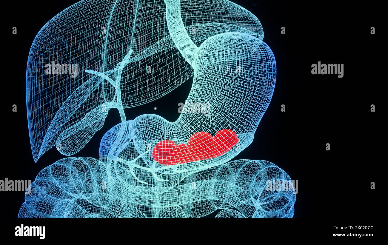 Human Stomach Anatomy Digestion, esophagus abdomen gastric with acid ...