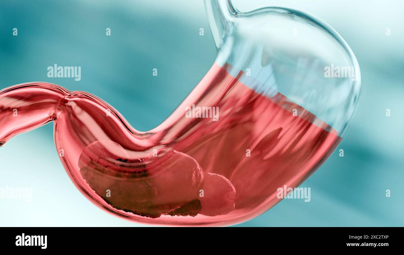 Human Stomach Anatomy Digestion, esophagus abdomen gastric with acid ...