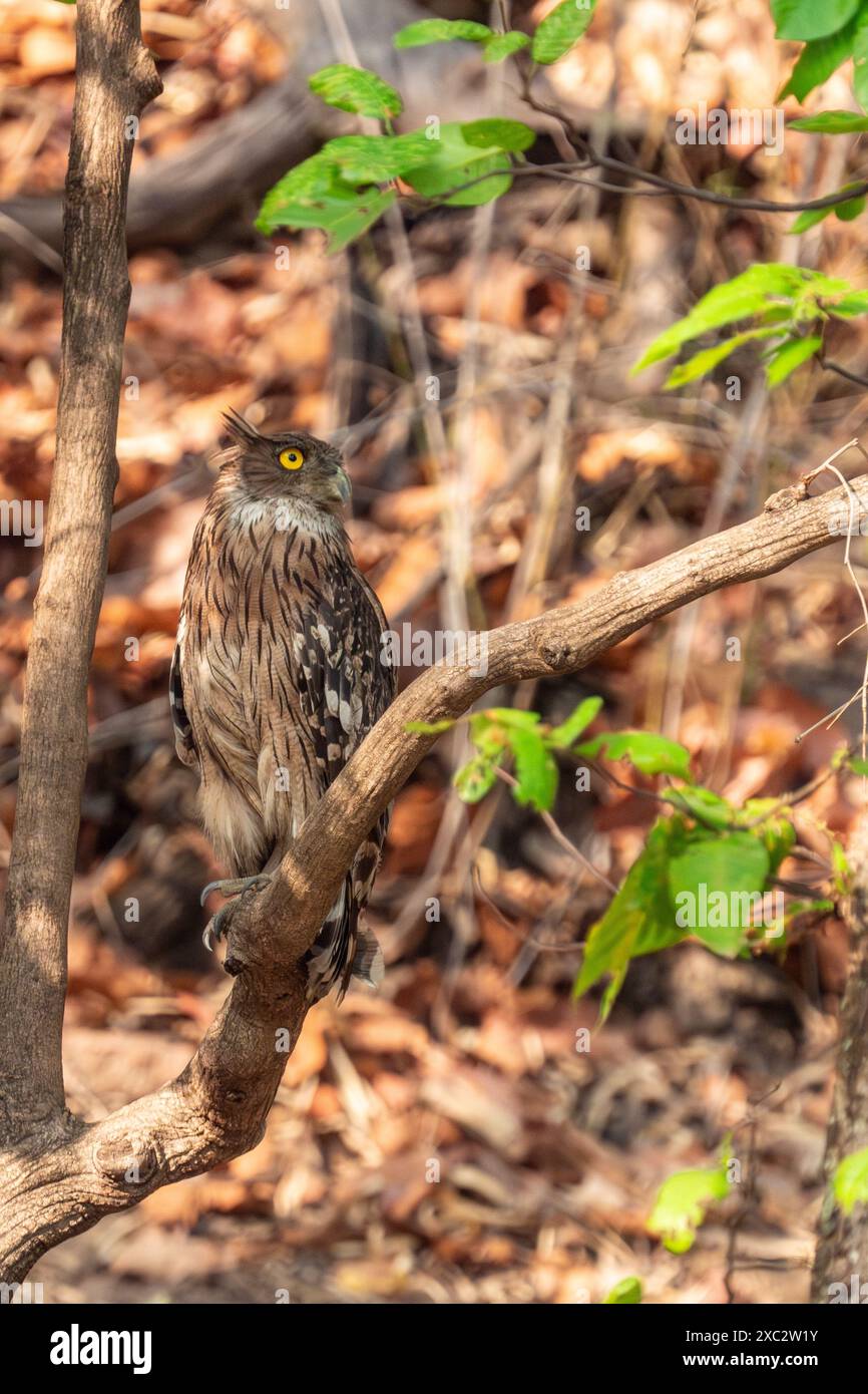Brown Fish Owl (Ketupa zeylonensis) perched on a tree branch ...