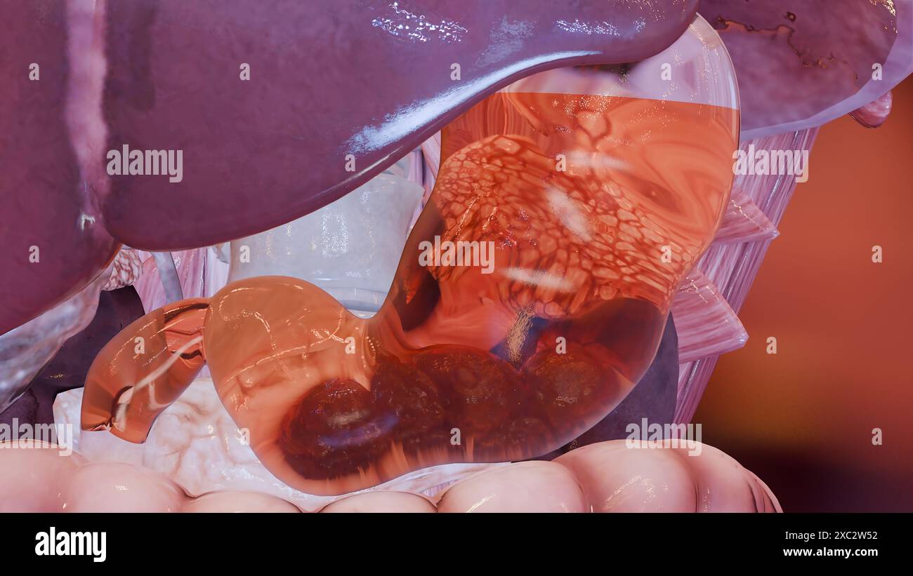 Digestive system and nutrition hi-res stock photography and images - Alamy