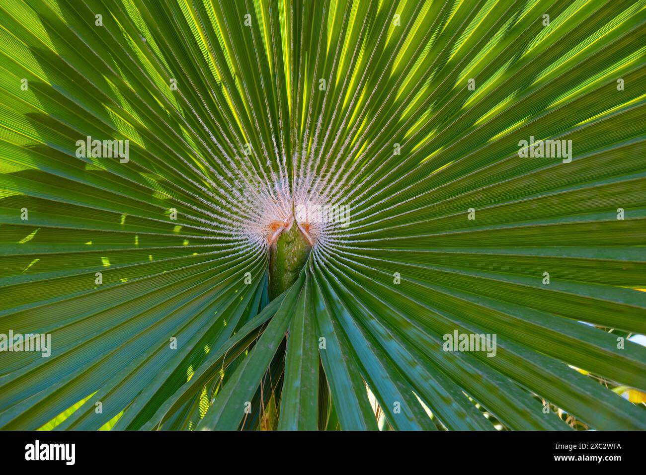 tropical leaf African Sabal fan palm close-up, natural beauty tropics ...