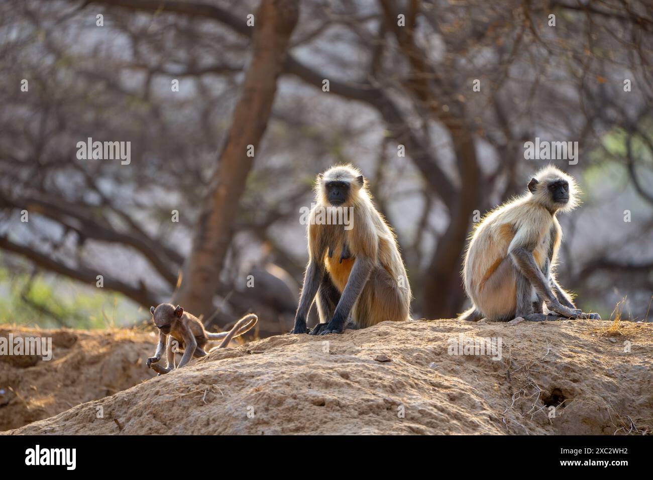 Northern plains gray langur (Semnopithecus entellus) Photographed at ...