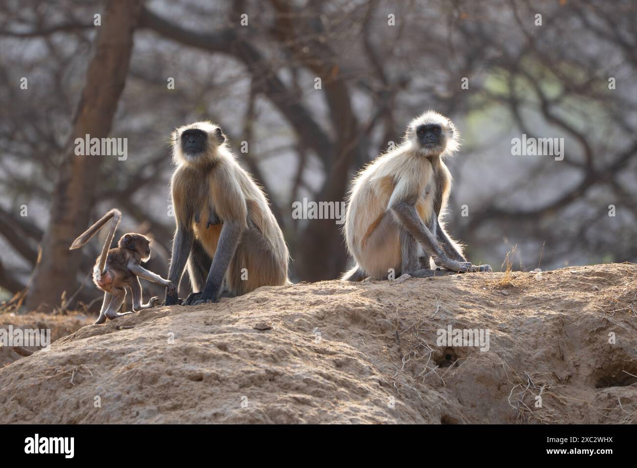 Northern plains gray langur (Semnopithecus entellus) Photographed at ...