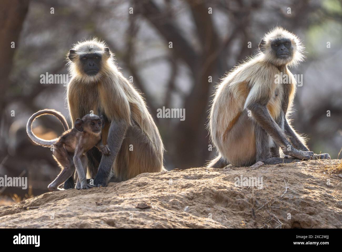 Northern plains gray langur (Semnopithecus entellus) Photographed at ...