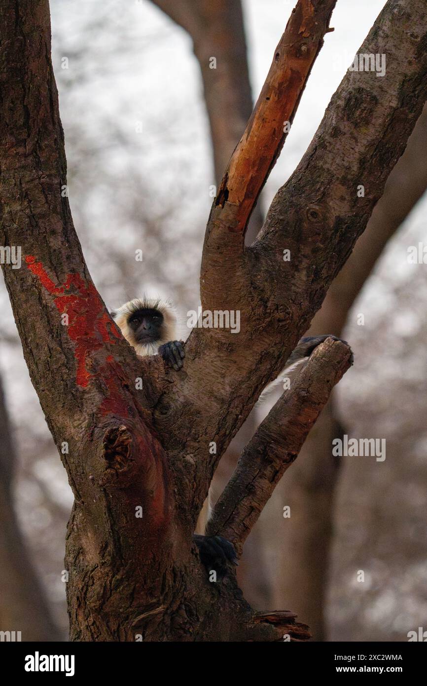 Northern plains gray langur (Semnopithecus entellus) Photographed at ...
