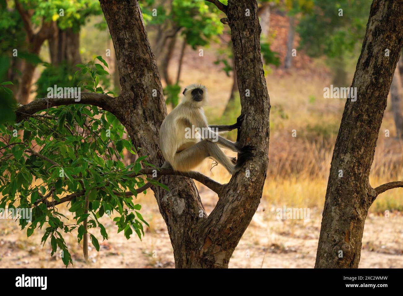 Northern plains gray langur (Semnopithecus entellus) Photographed at ...