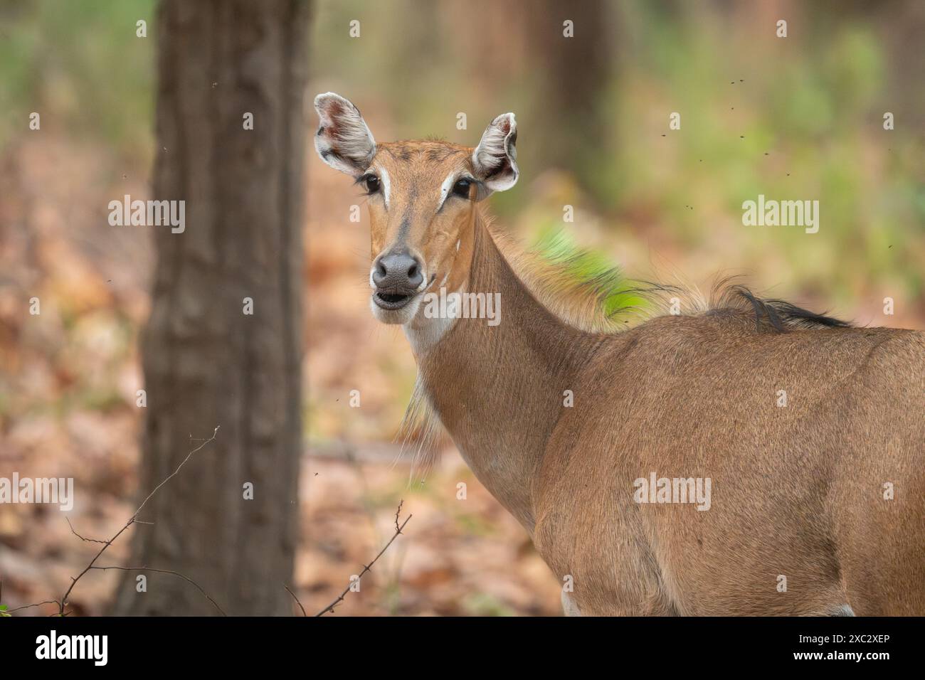 Nilgai (Boselaphus tragocamelus). These large Asian antelope are ...