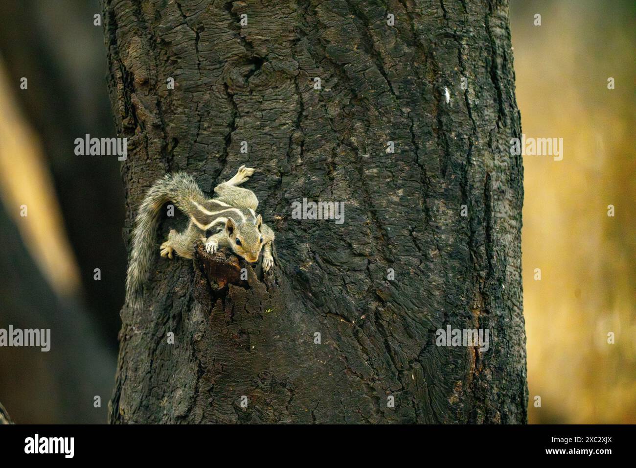 The northern palm squirrel (Funambulus pennantii), also called the five ...