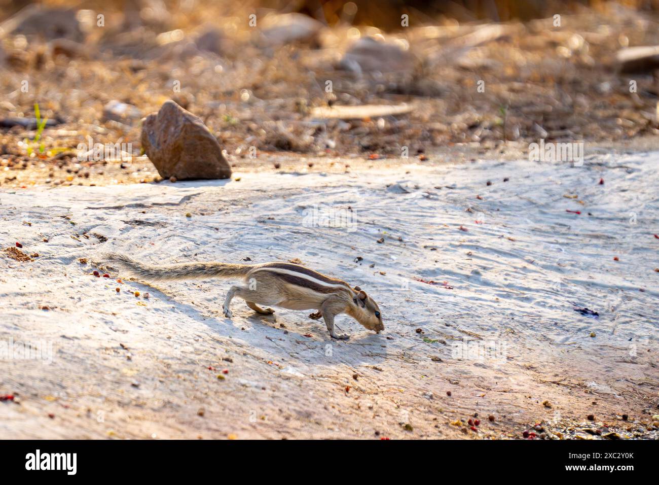 The northern palm squirrel (Funambulus pennantii), also called the five ...