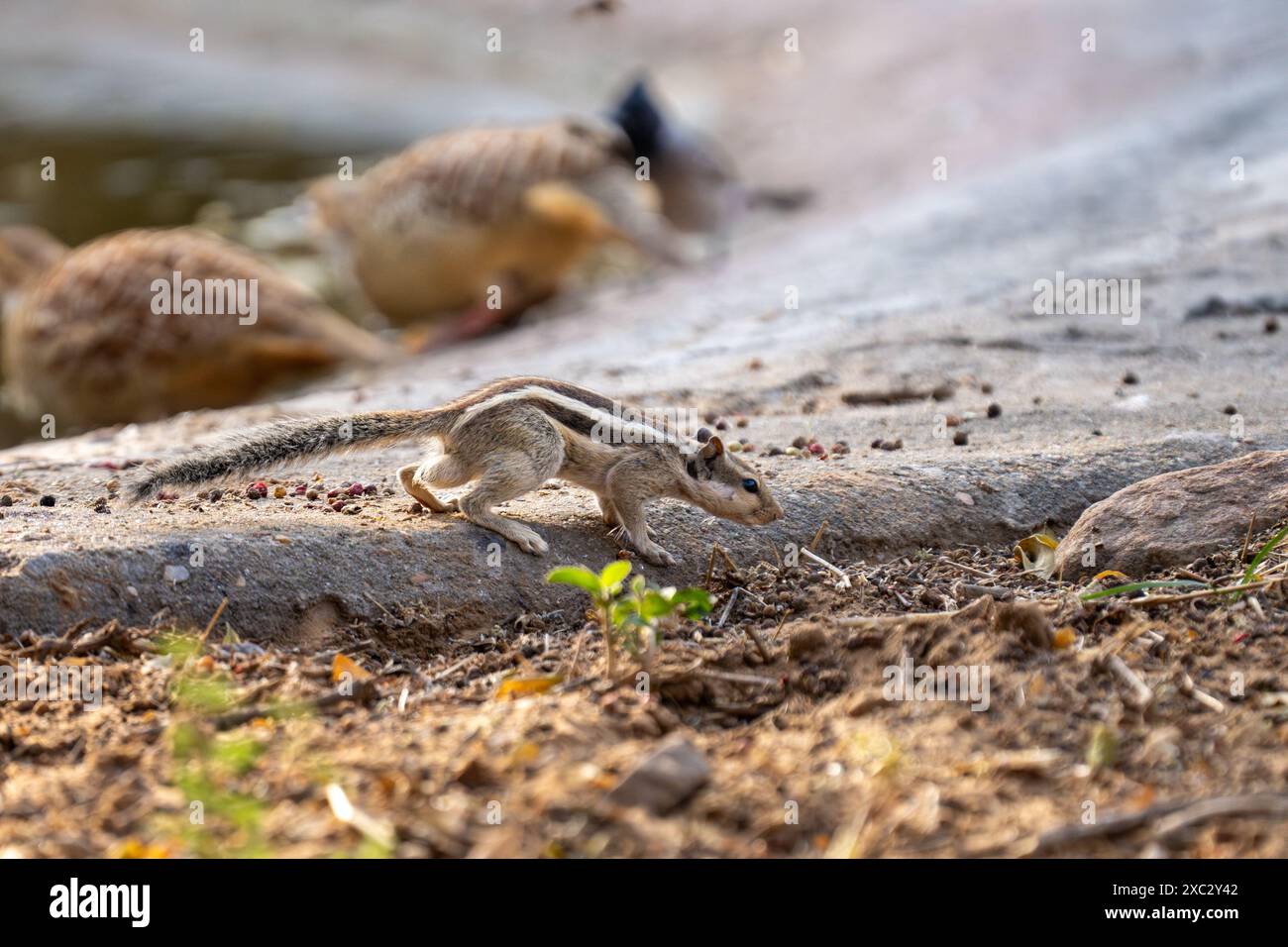 The northern palm squirrel (Funambulus pennantii), also called the five ...