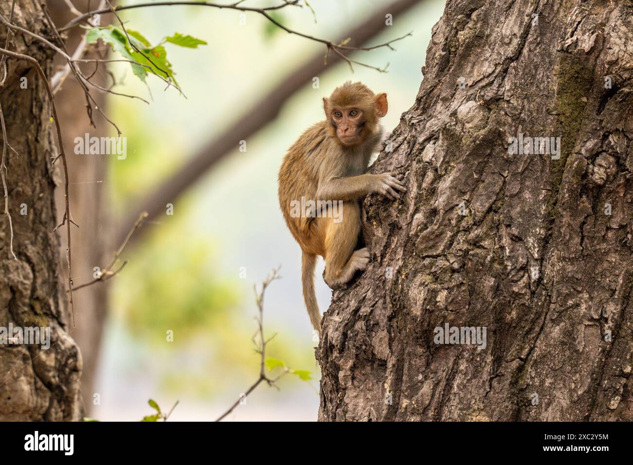 rhesus macaque (Macaca mulatta), aka rhesus monkey, Photographed at the ...
