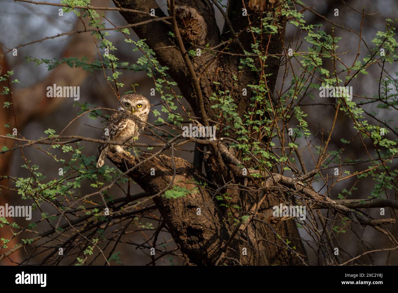 The spotted owlet (Athene brama) is a small owl which breeds in ...