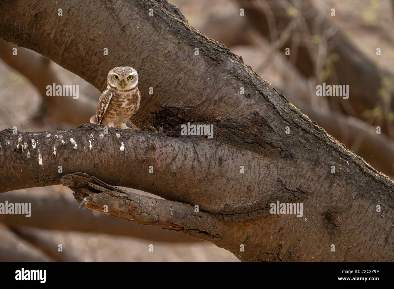 Southeast asian owl hi-res stock photography and images - Alamy
