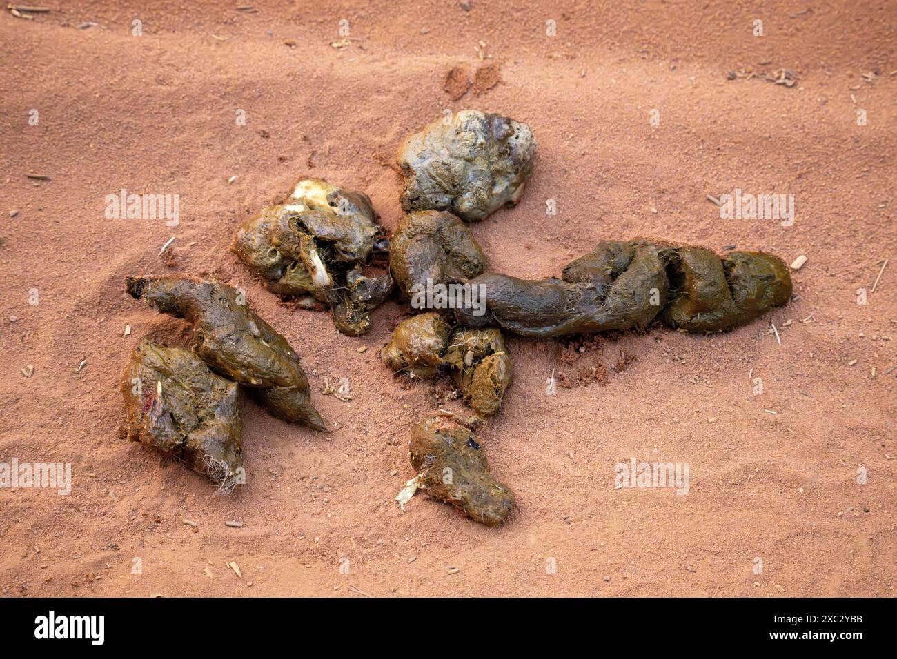 Bengal tiger droppings (Panthera tigris tigris). Photographed at the ...