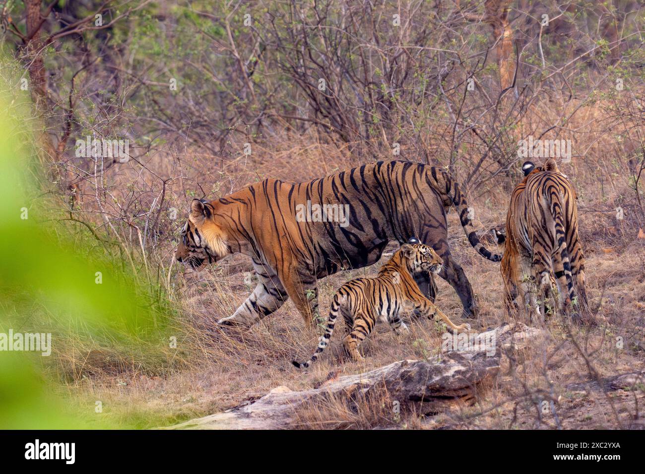 female Bengal tiger with young (Panthera tigris tigris). Photographed ...