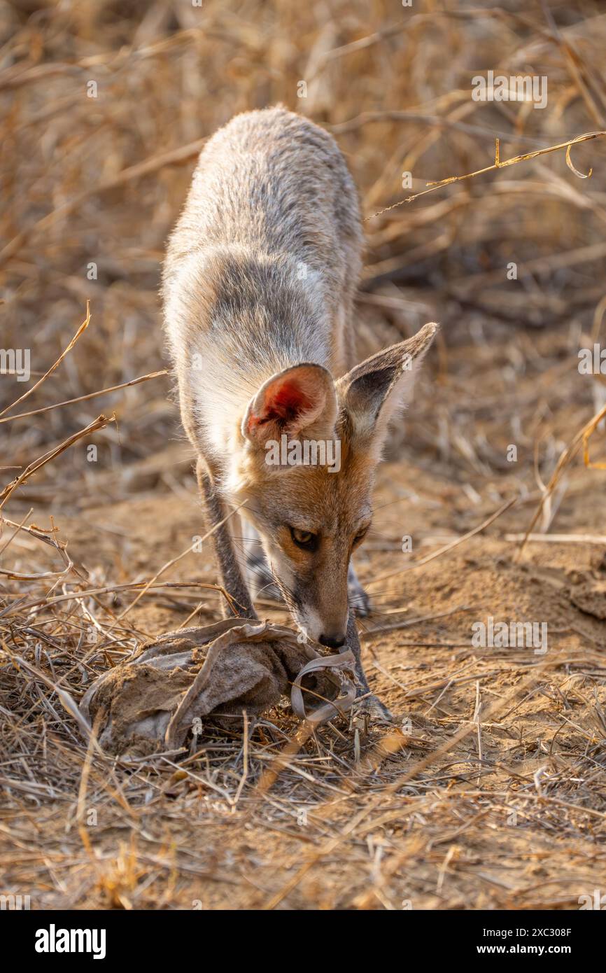 white-footed fox (Vulpes vulpes pussilla) Photographed in Jhalana ...