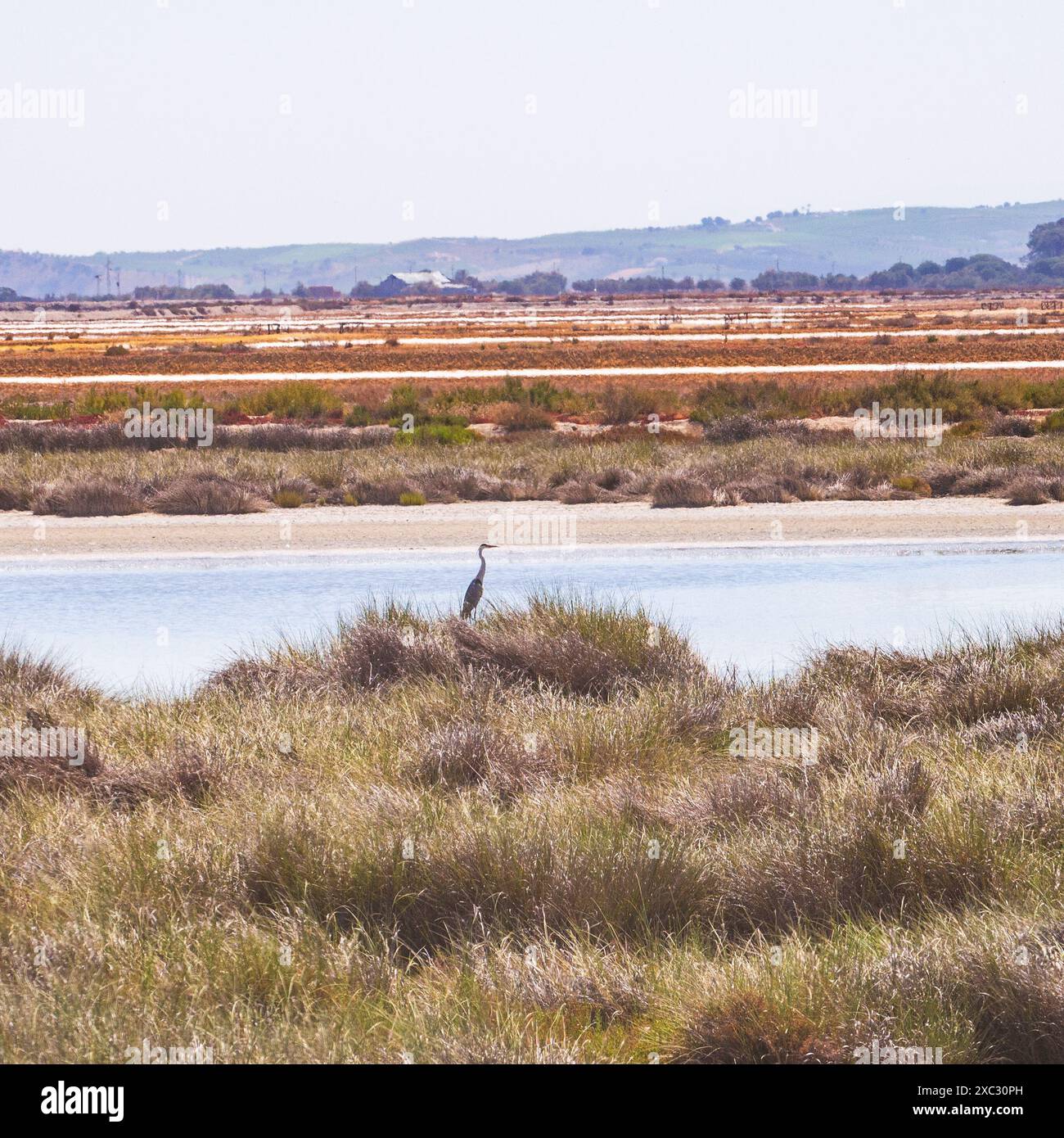 A blue heron stands next to a salt marsh in Donana National park in ...