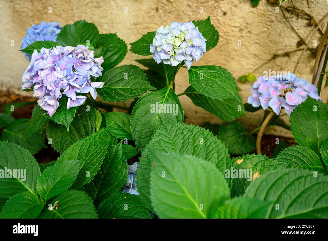 Hydrangea, commonly named the hortensia, is a genus of more than 70 ...