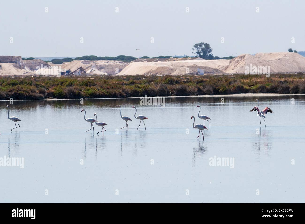 Flamingos in doñana hi-res stock photography and images - Alamy