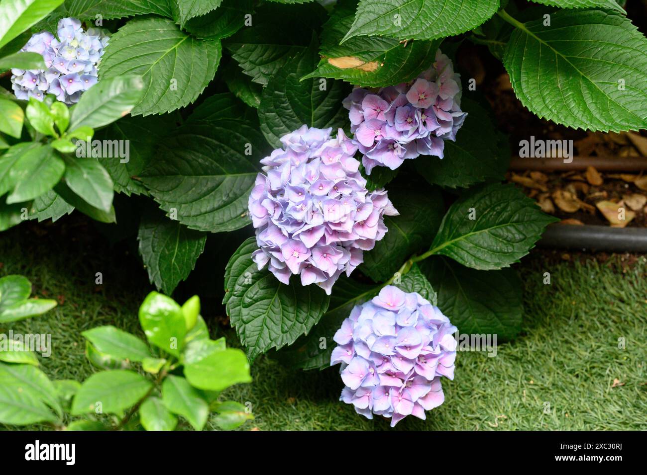 Hydrangea, commonly named the hortensia, is a genus of more than 70 ...