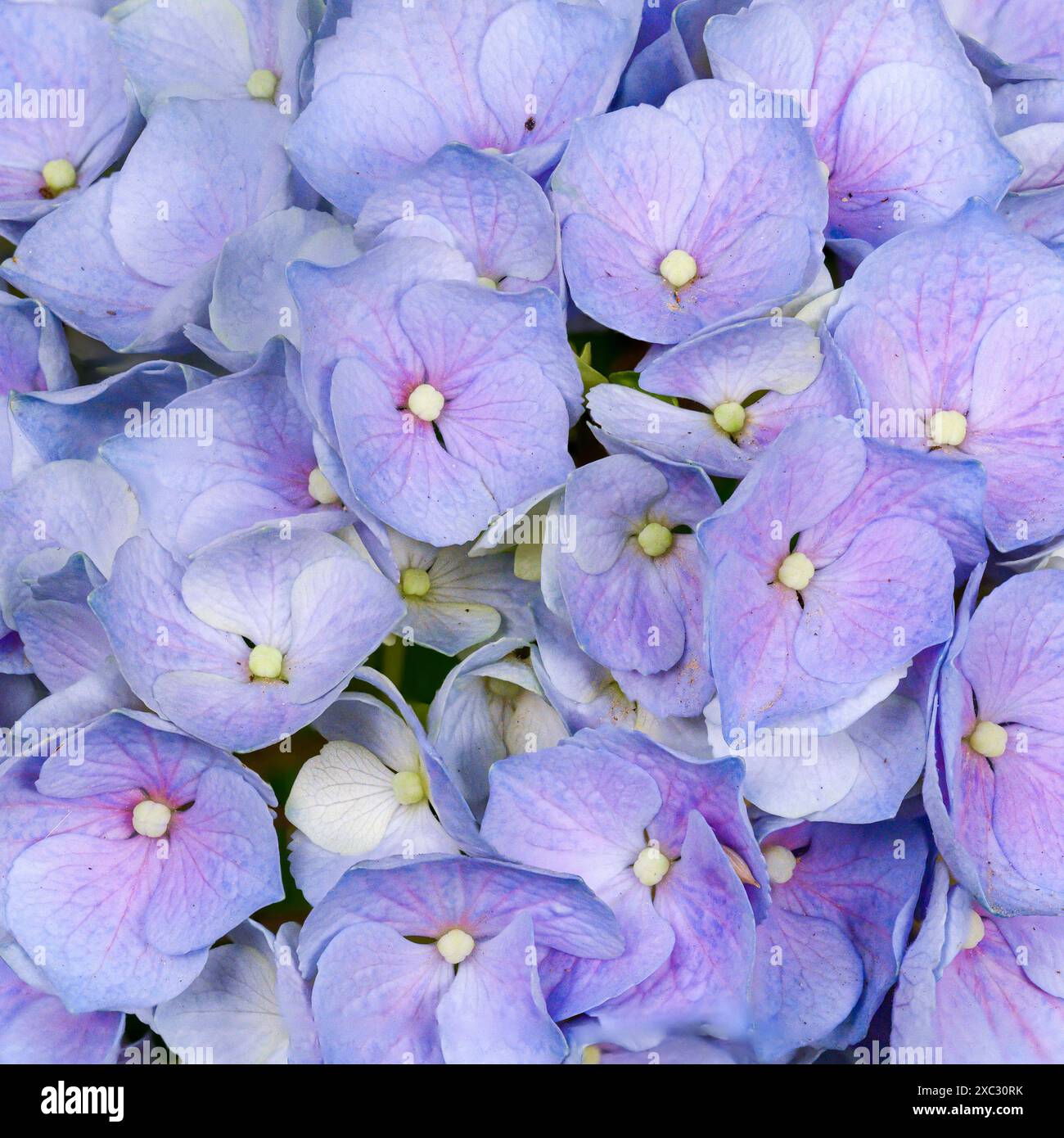 Hydrangea, commonly named the hortensia, is a genus of more than 70 ...