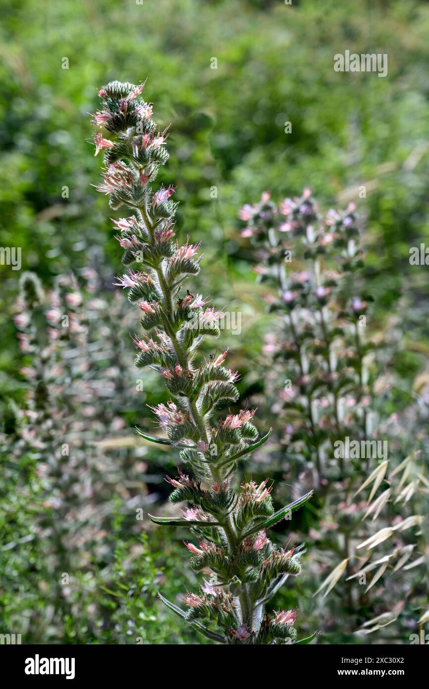 Echium glomeratum, Tall Viper's-bugloss, Hebrew: עכנאי מגובב, Arabic ...