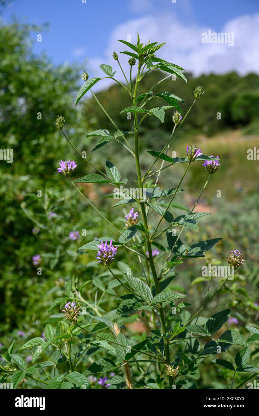 Bituminaria bituminosa, the Arabian pea or pitch trefoil, is a ...