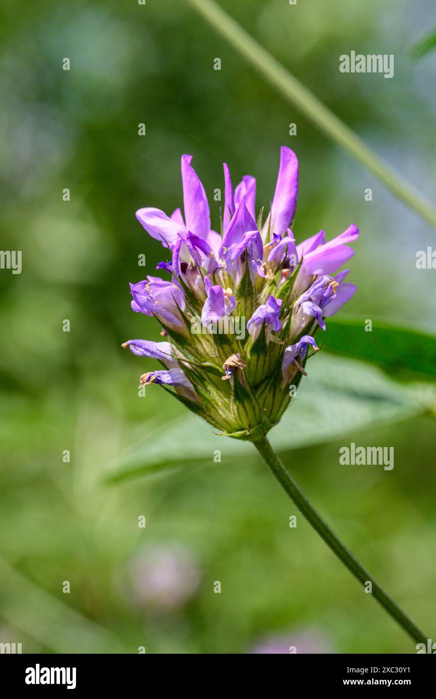 Bituminaria bituminosa, the Arabian pea or pitch trefoil, is a ...