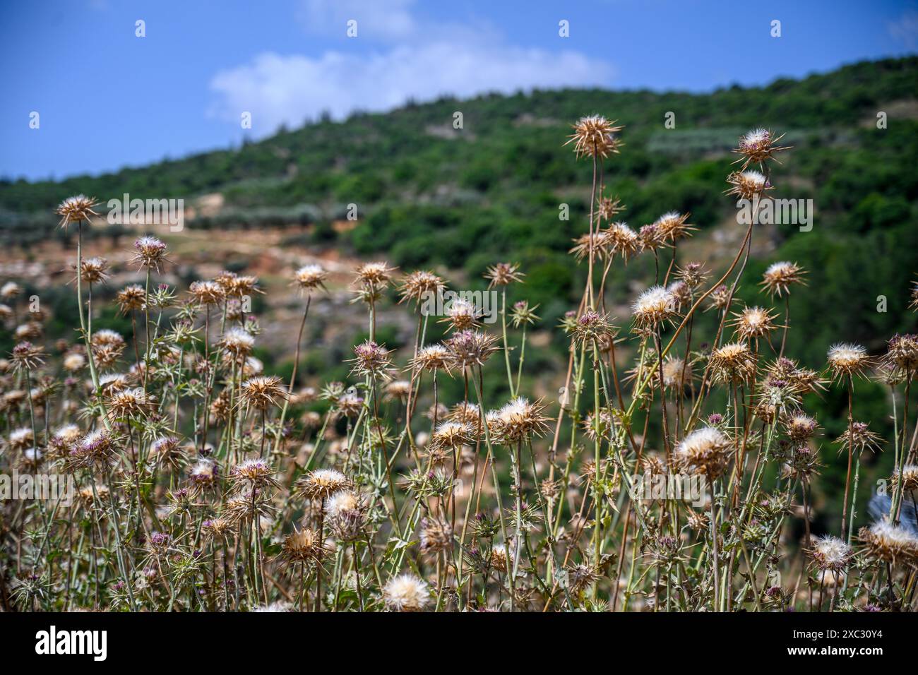 Dry Milk thistle (Silybum marianum), while toxic to livestock, is used ...