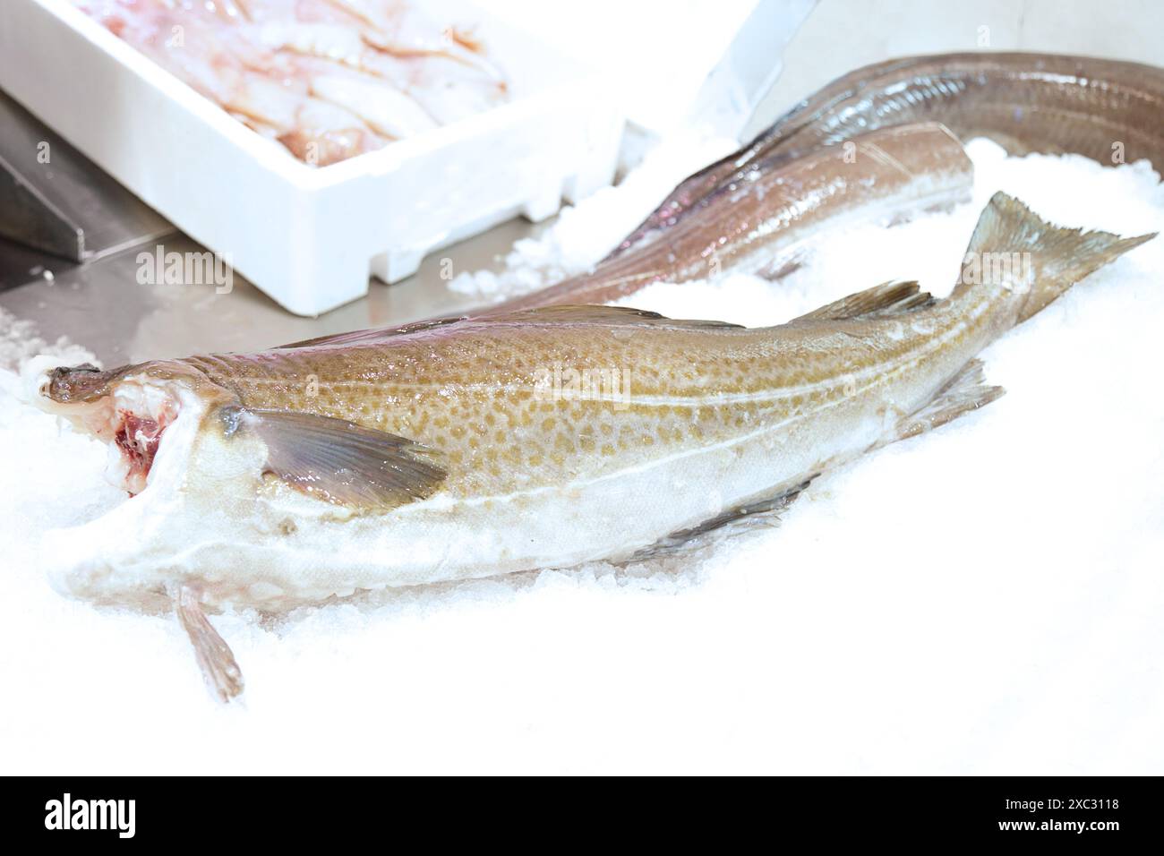 Raw Norwegian skrei cod fish for sale in a fish shop Stock Photo - Alamy