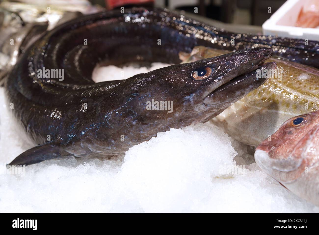 European conger (Conger conger) on ice for sale in a fish shop Stock ...