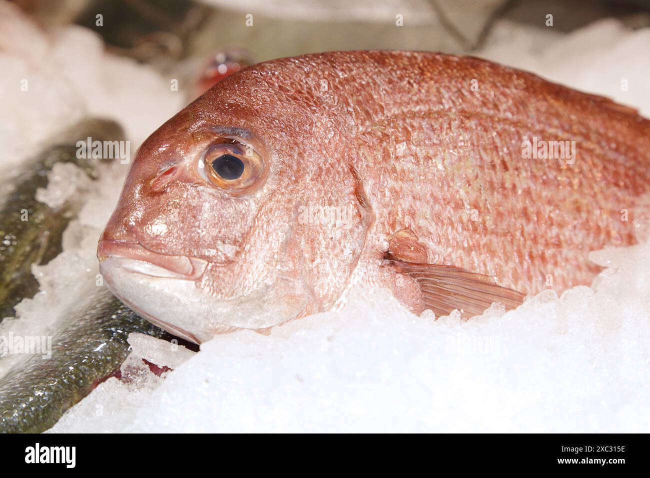 Pagrus pagrus hi-res stock photography and images - Alamy