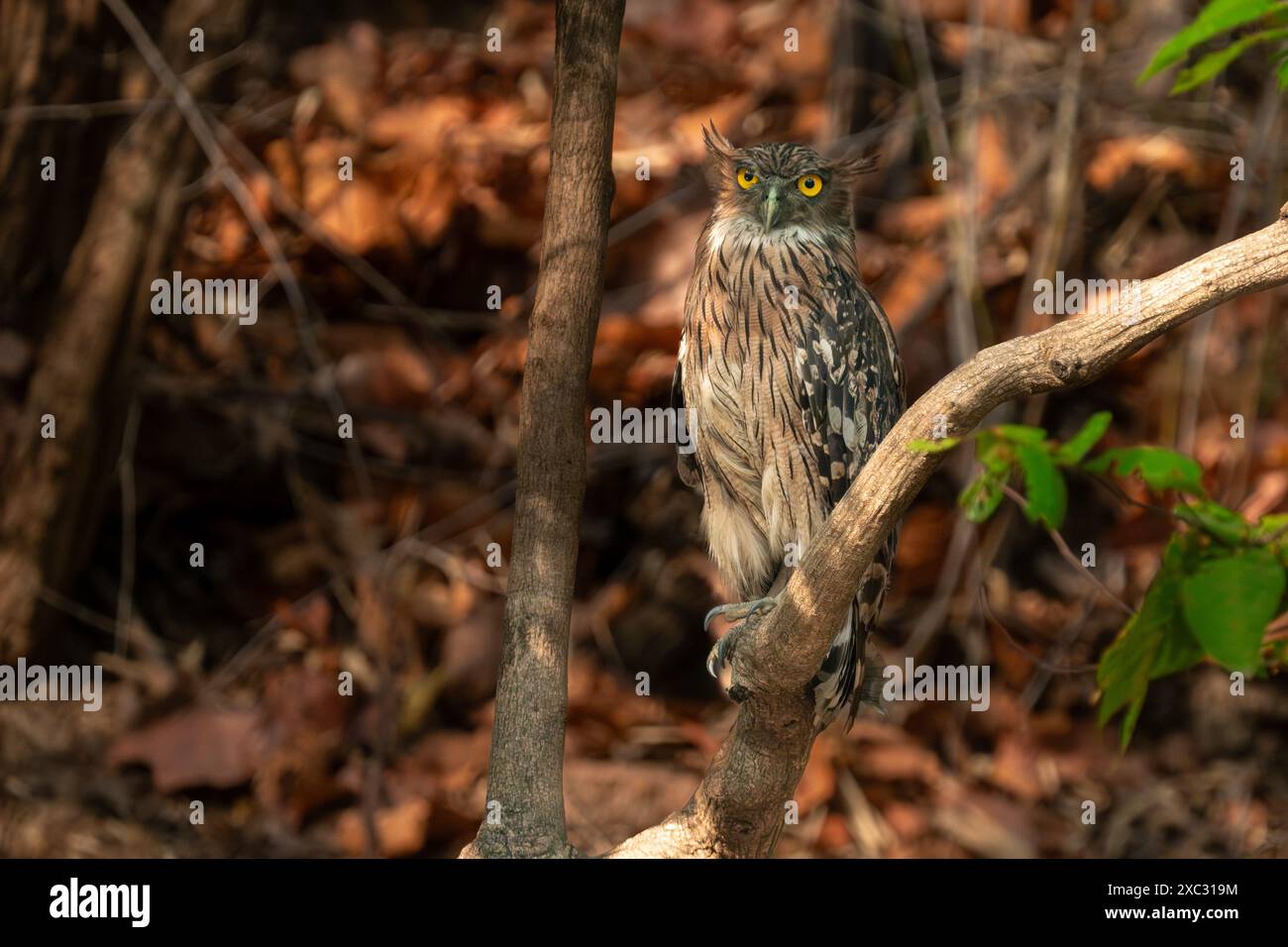 Brown Fish Owl (Ketupa zeylonensis) perched on a tree branch ...