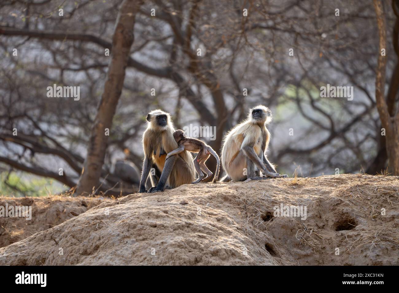 Northern plains gray langur (Semnopithecus entellus) Photographed at ...