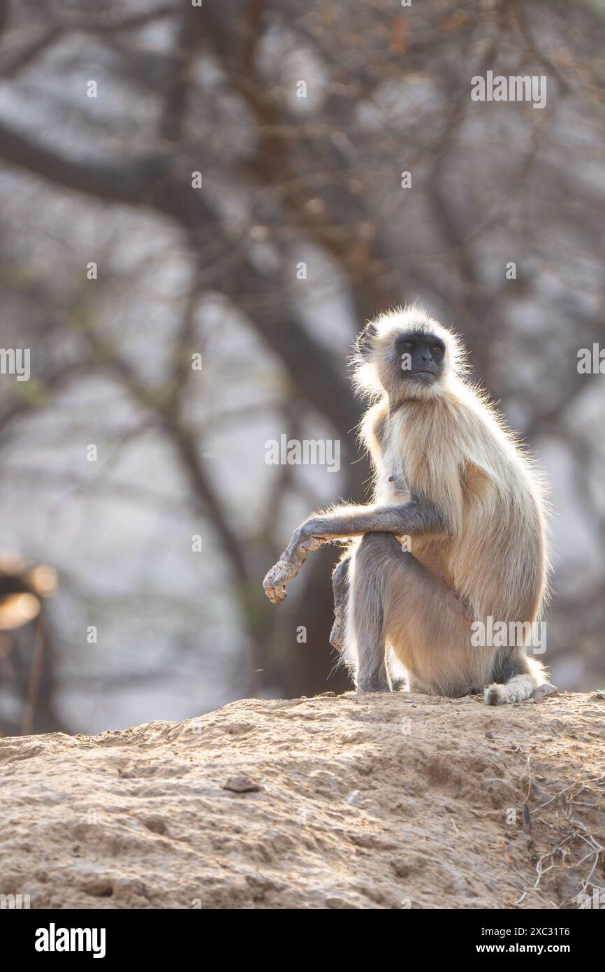 Northern plains gray langur (Semnopithecus entellus) Photographed at ...