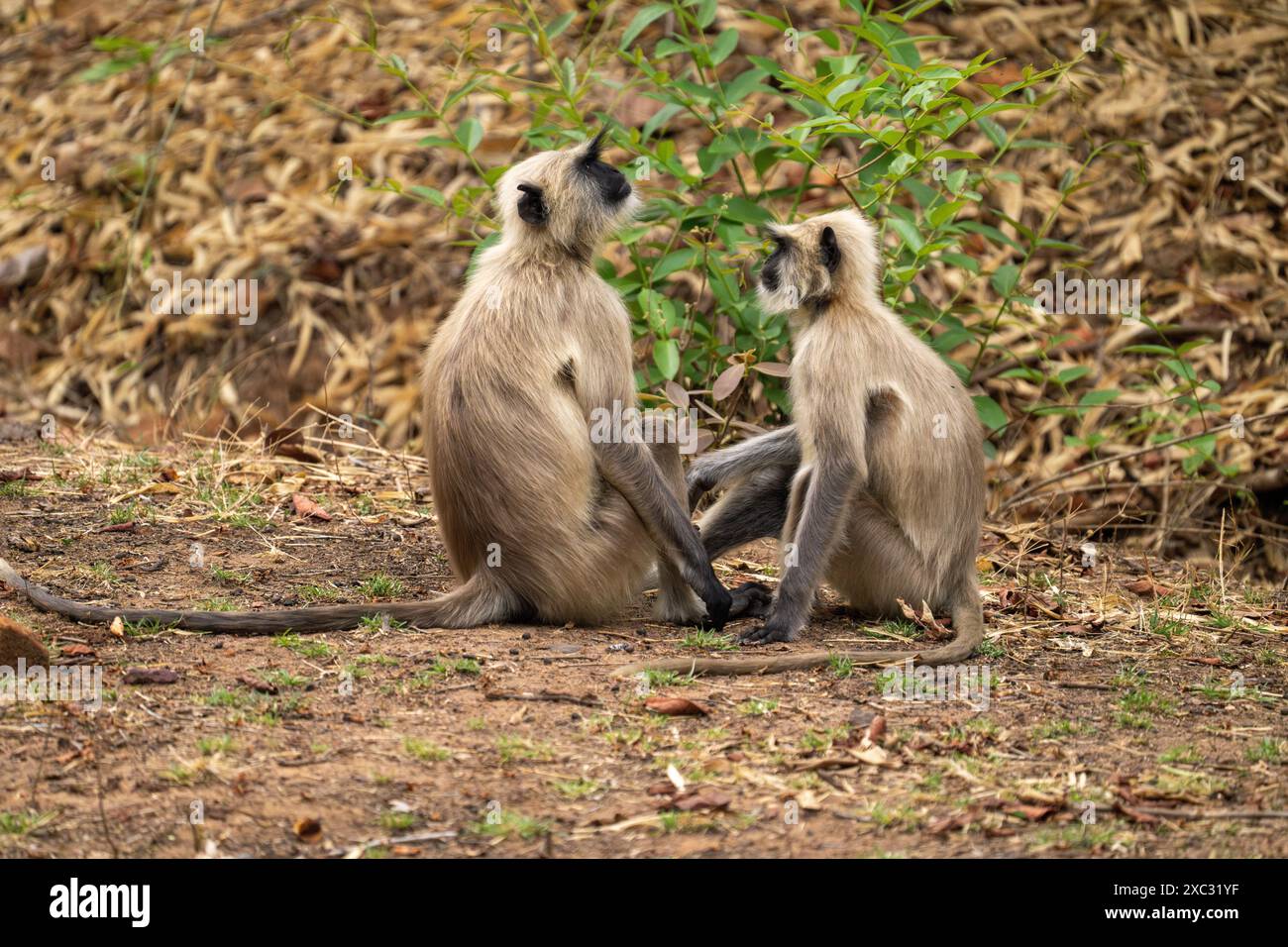 Northern plains gray langur (Semnopithecus entellus) Photographed at ...