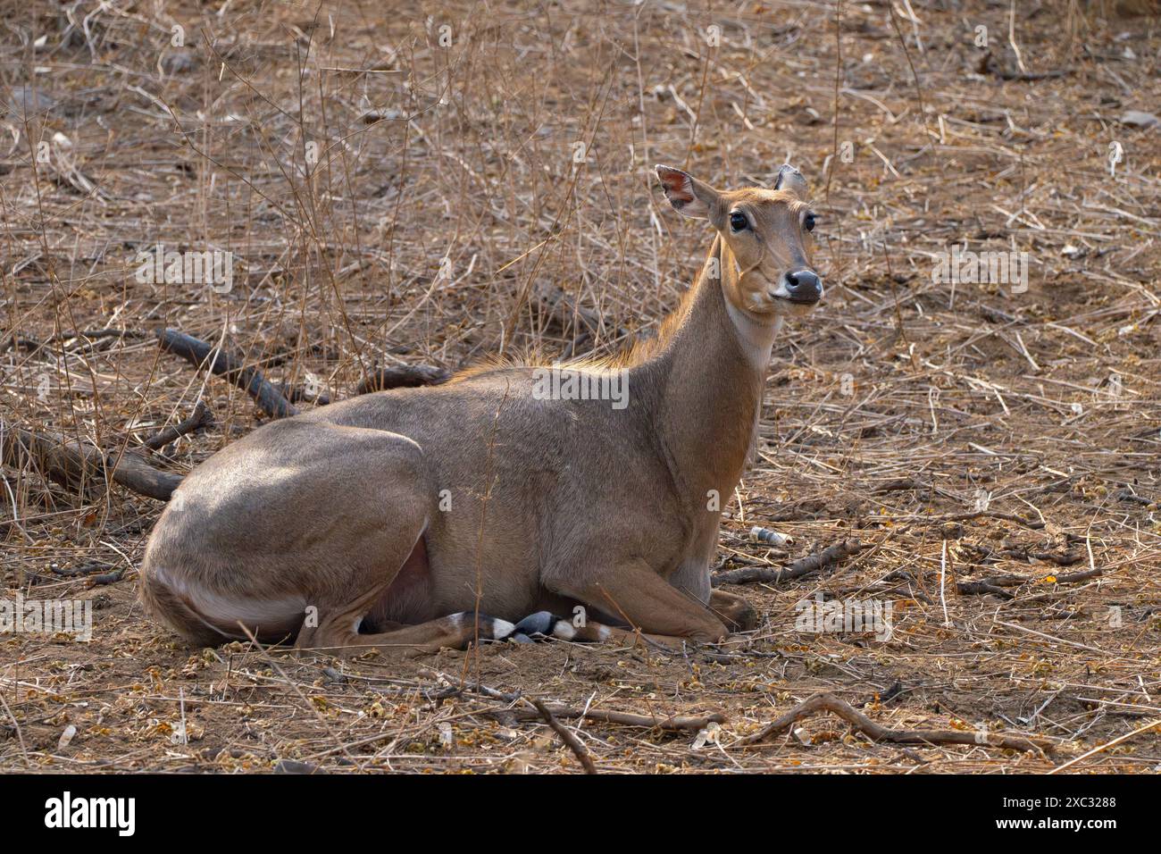 Nilgai (Boselaphus tragocamelus). These large Asian antelope are ...
