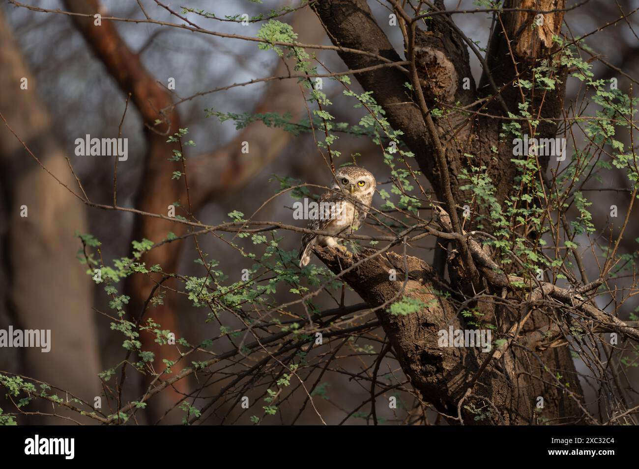The spotted owlet (Athene brama) is a small owl which breeds in ...