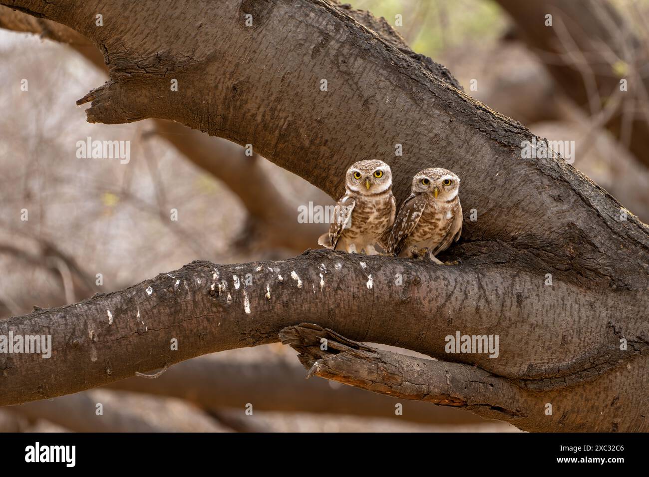 The spotted owlet (Athene brama) is a small owl which breeds in ...