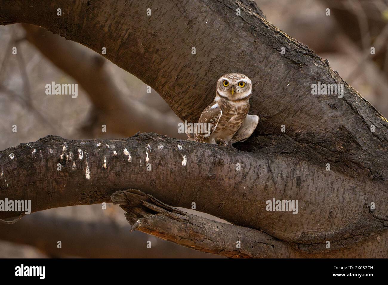The spotted owlet (Athene brama) is a small owl which breeds in ...