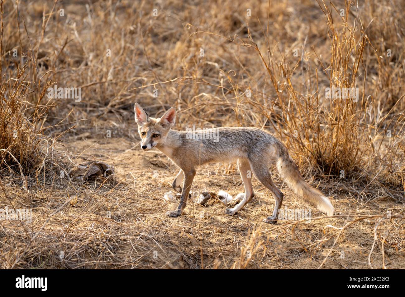 white-footed fox (Vulpes vulpes pussilla) Photographed in Jhalana ...