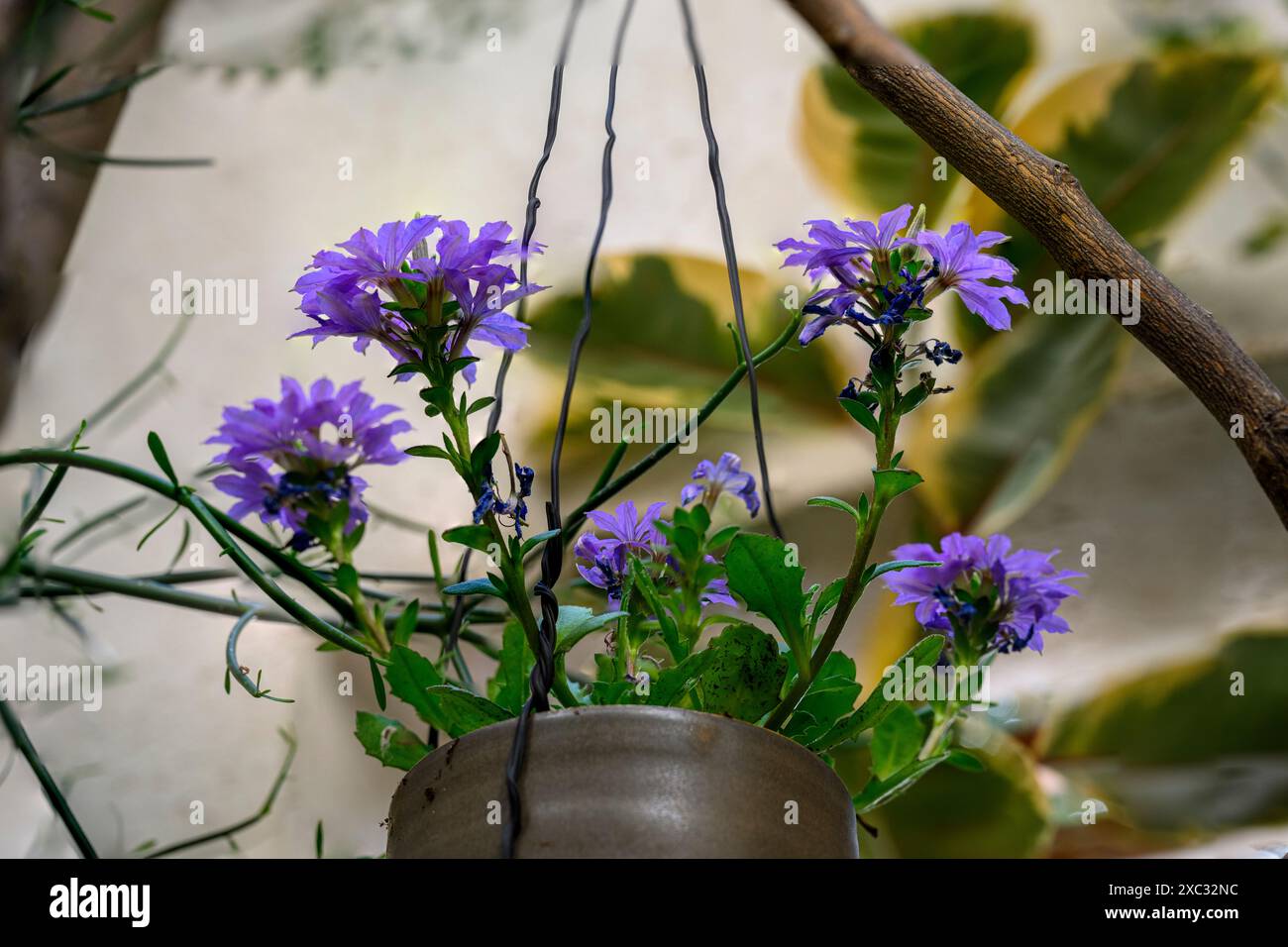 Scaevola aemula, commonly known as the fairy fan-flower or common fan ...