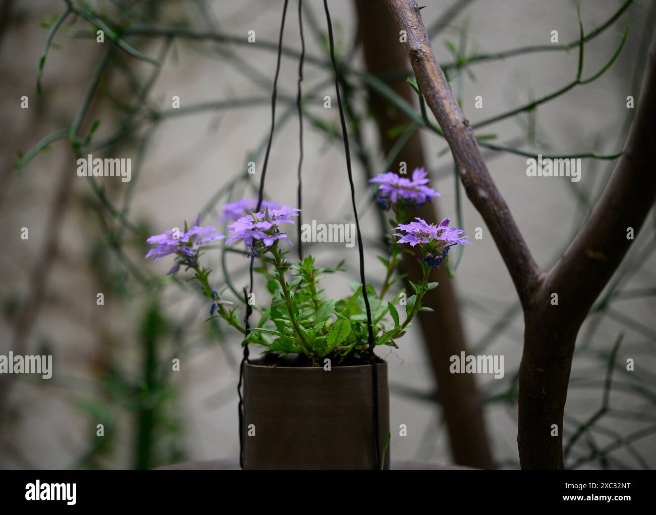 Scaevola aemula, commonly known as the fairy fan-flower or common fan ...