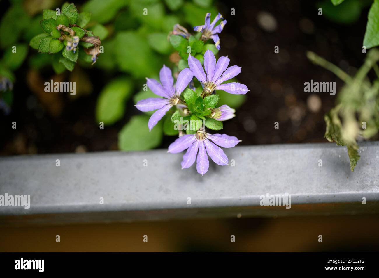 Fan flower scaevola aemula blue wonder hi-res stock photography and ...