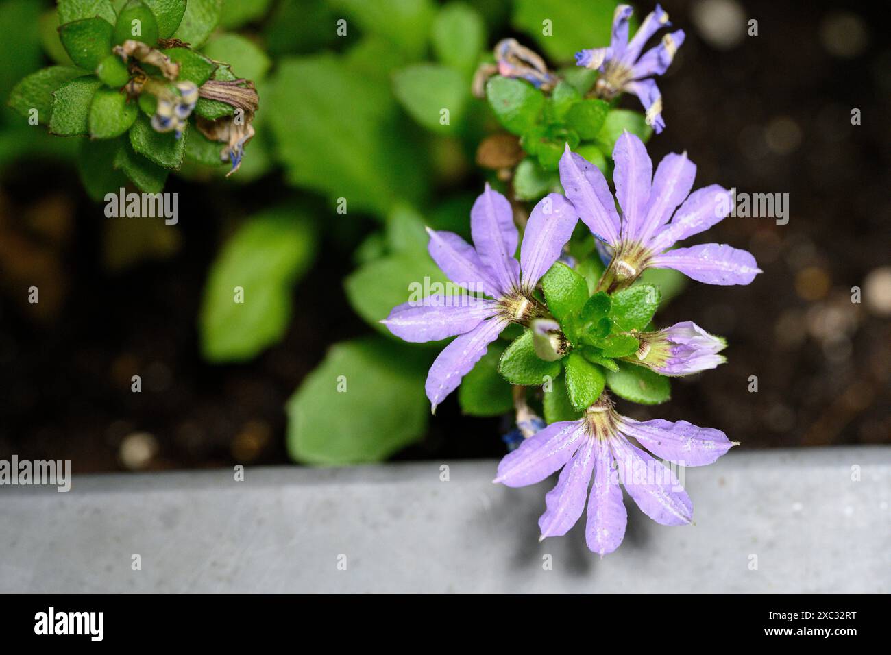 Scaevola aemula, commonly known as the fairy fan-flower or common fan ...