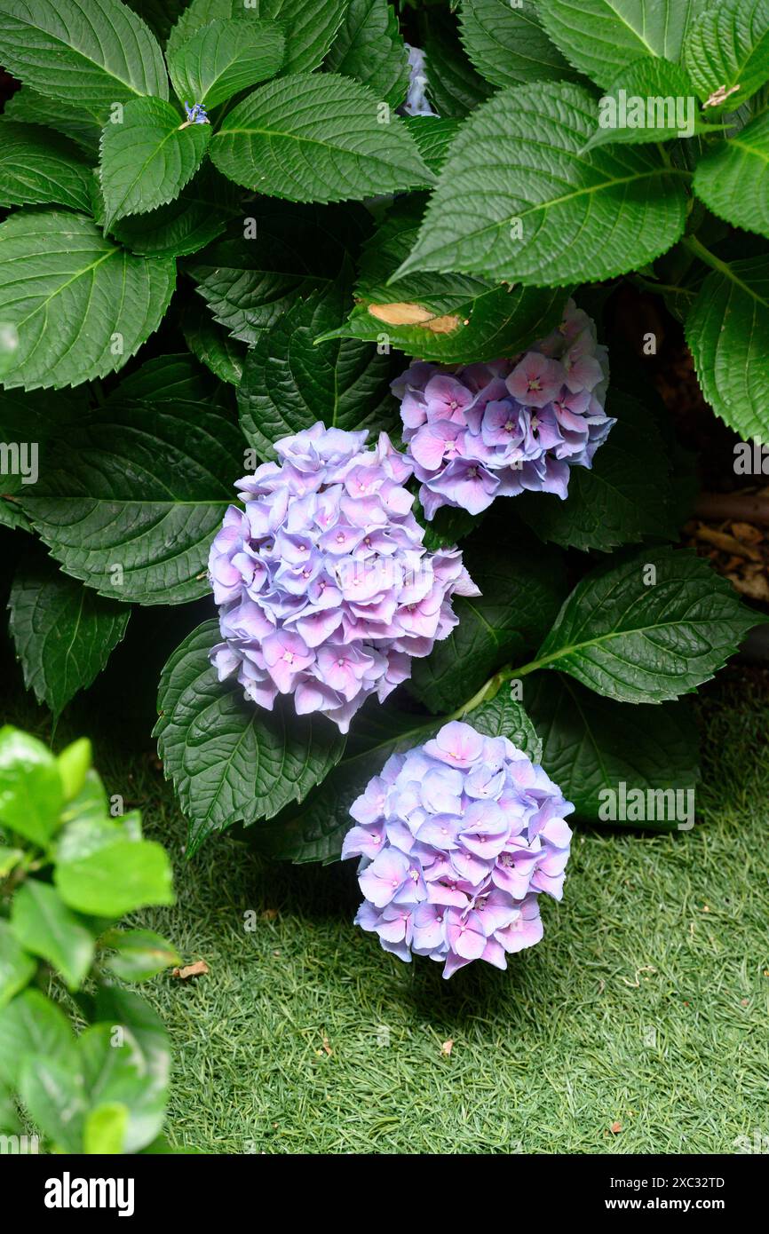 Hydrangea, commonly named the hortensia, is a genus of more than 70 ...